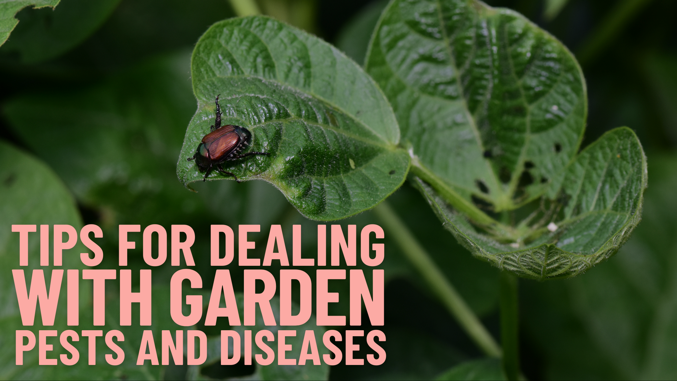 Our Tips For Dealing With Garden Pests & Diseases – Cedar Planters Canada