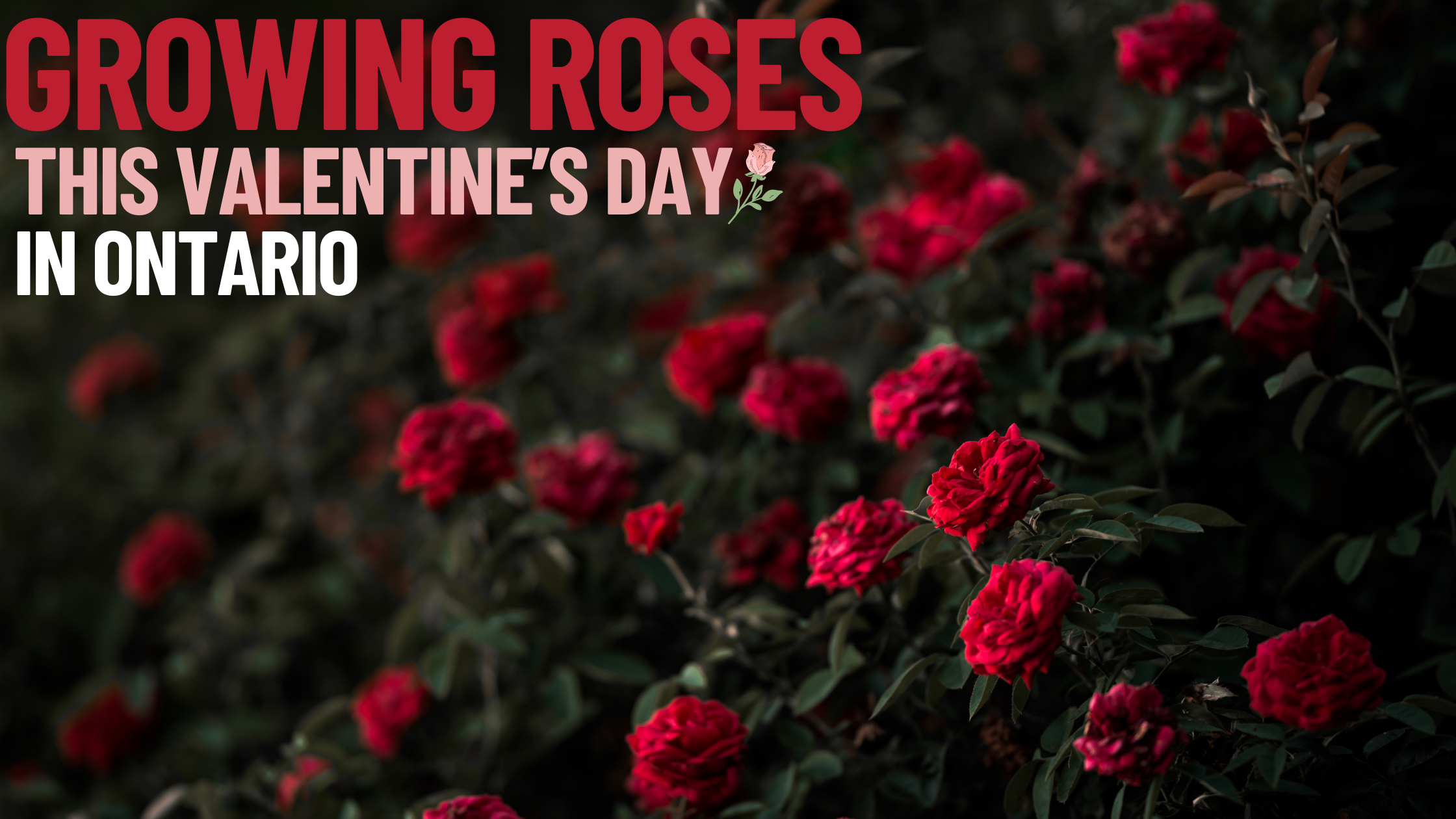 How to Grow Roses in Ontario | Valentine's Guide – Cedar Planters Canada