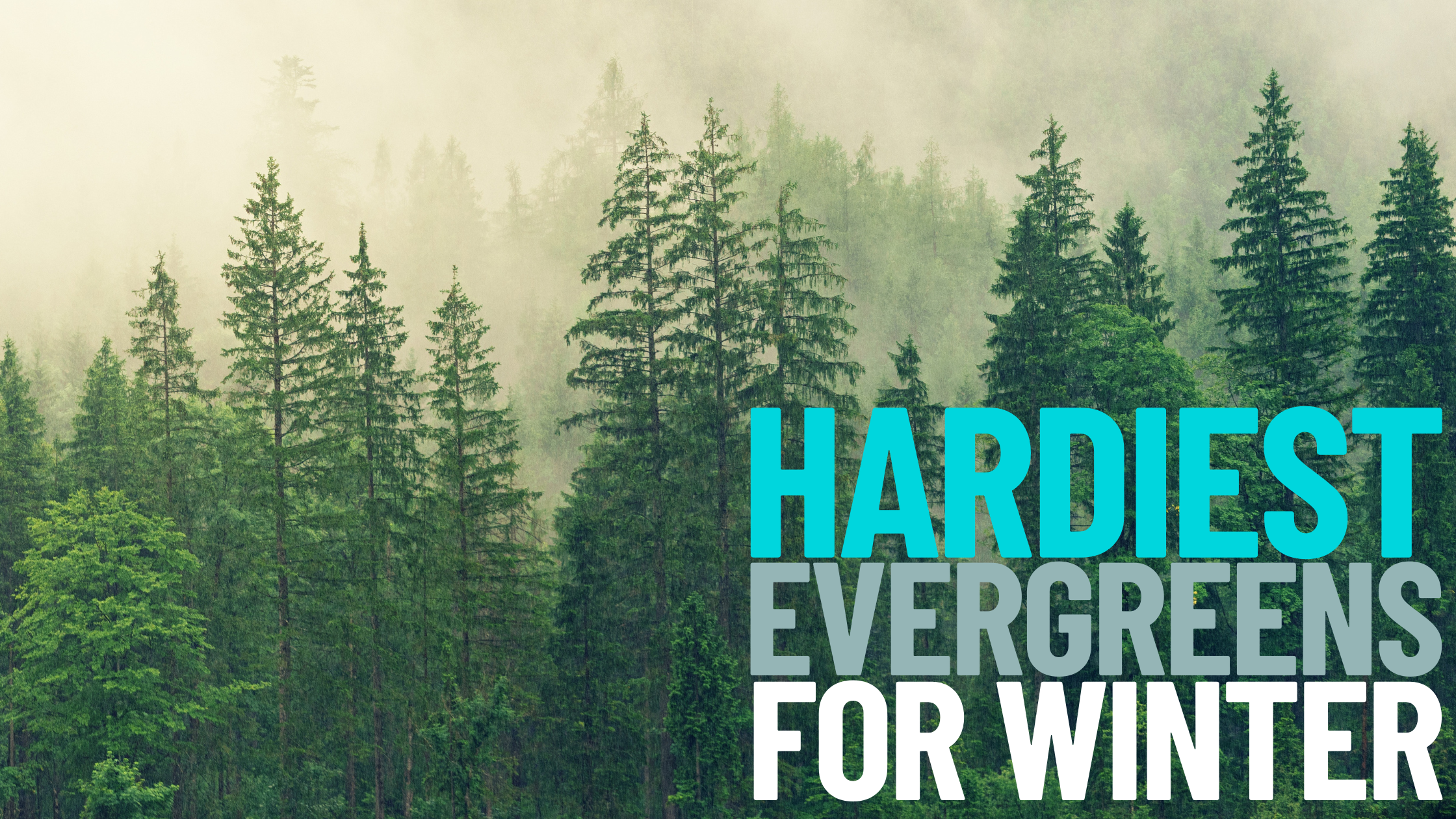 The Hardiest Evergreen Plants To Grow In Canadian Winter – Cedar ...