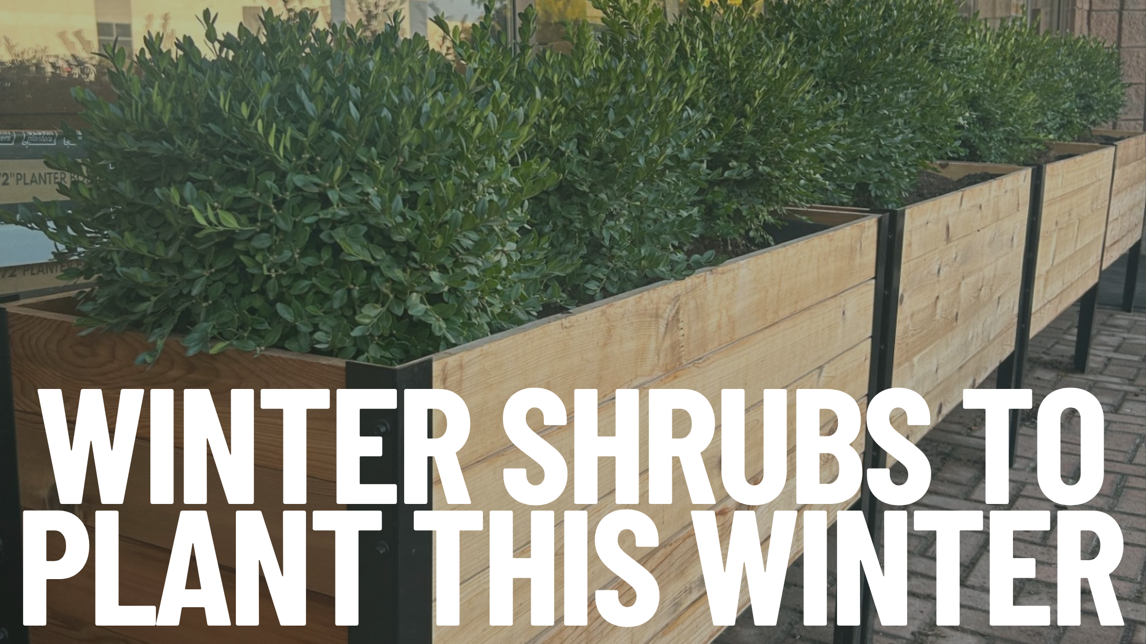 Best Winter Shrubs to Plant in January | Cold Hardy – Cedar Planters Canada