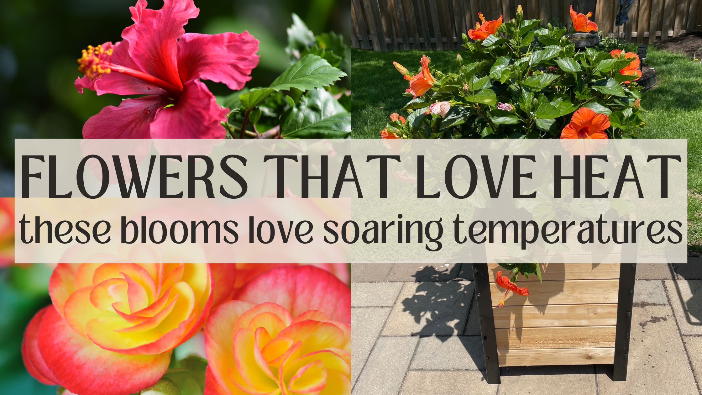 The Best Flowers For Extremely Hot Conditions – Cedar Planters Canada