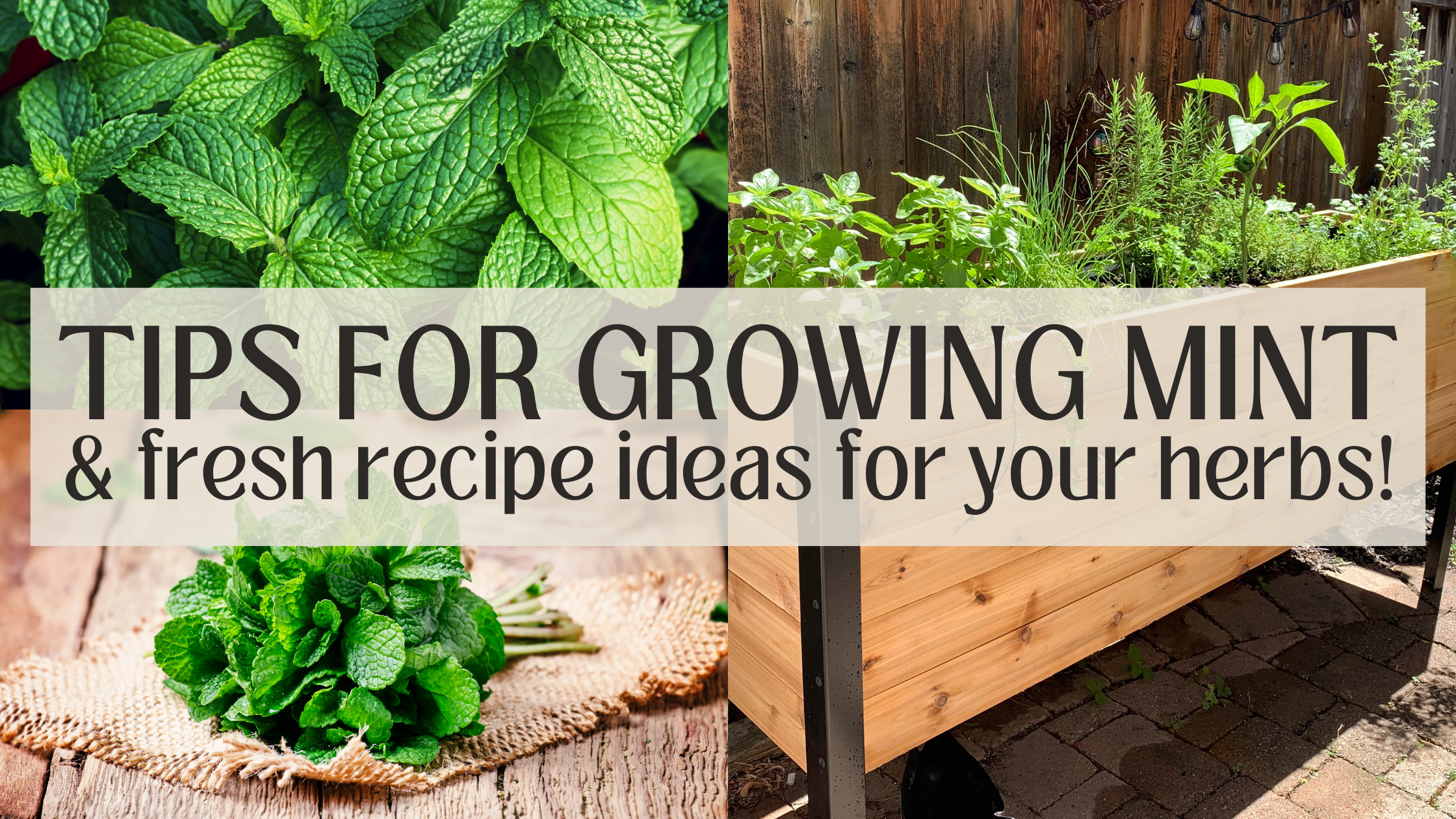 How to Grow Mint in Raised Garden Beds – Cedar Planters Canada