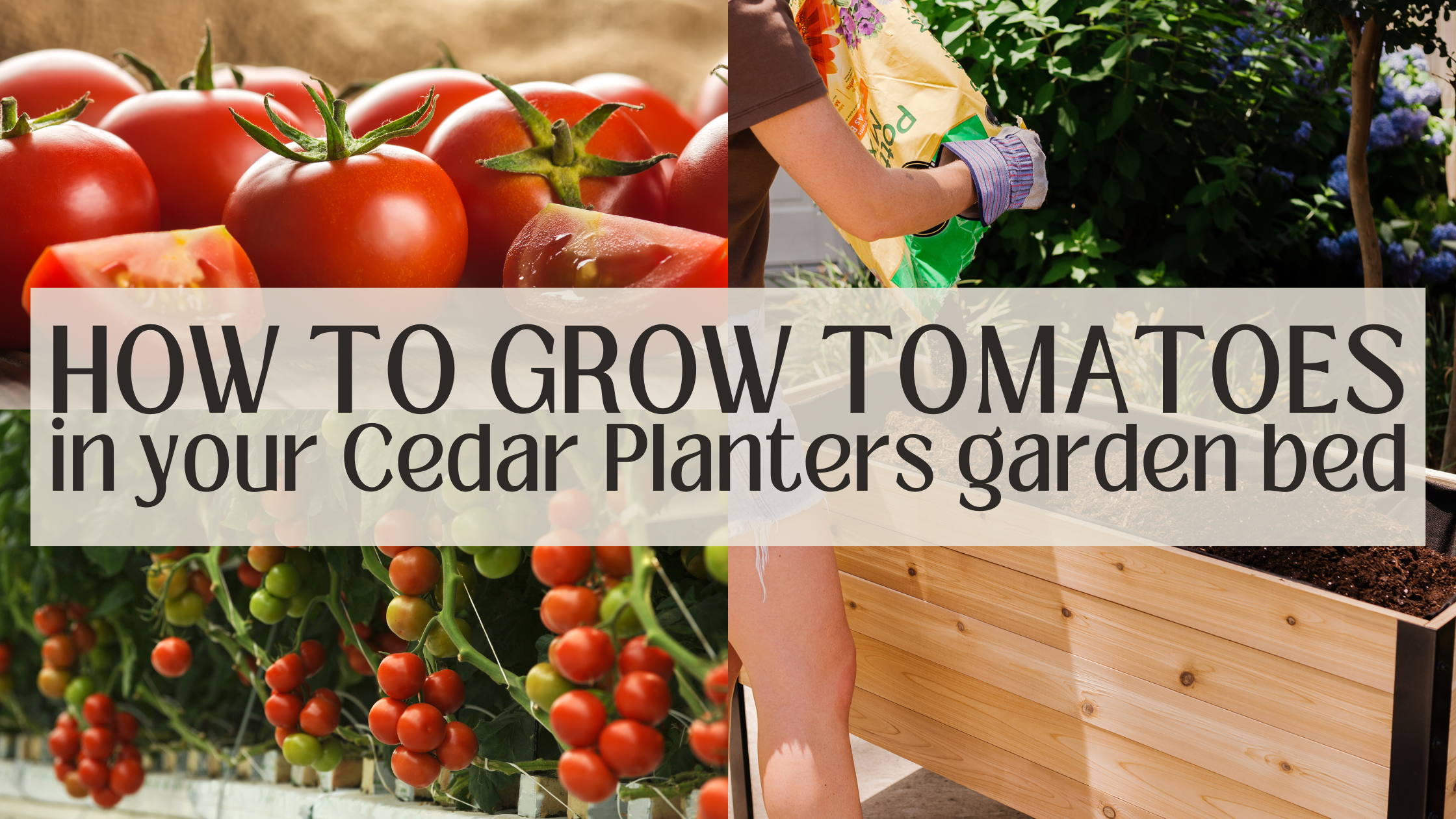 How to grow tomatoes in your Cedar Planters raised garden bed – Cedar Planters Canada